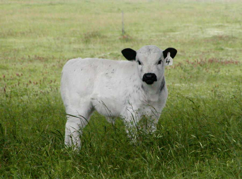 heifer | Vocabulary