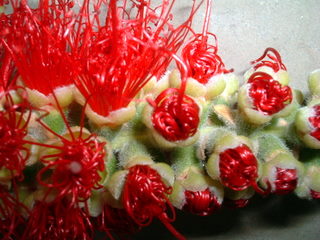 anthesis | Vocabulary