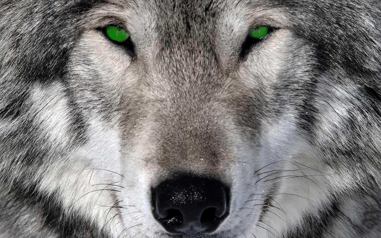 3D wolf wallpaper - Imagui