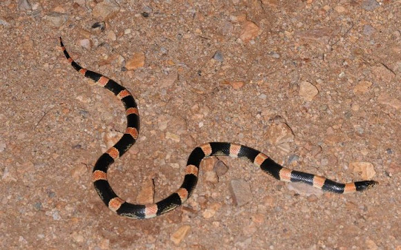 Long-nosed snake | Project Noah