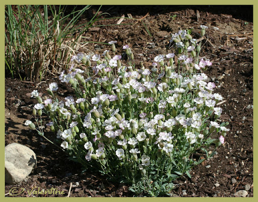 Silene uniflora Compacta - Le blog de Mona (alias Valentine)