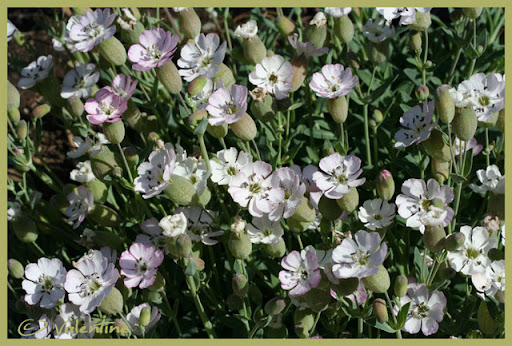 Silene uniflora Compacta - Le blog de Mona (alias Valentine)