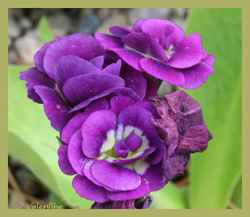 Primula auricula Fred Booley - Le blog de Mona (alias Valentine)