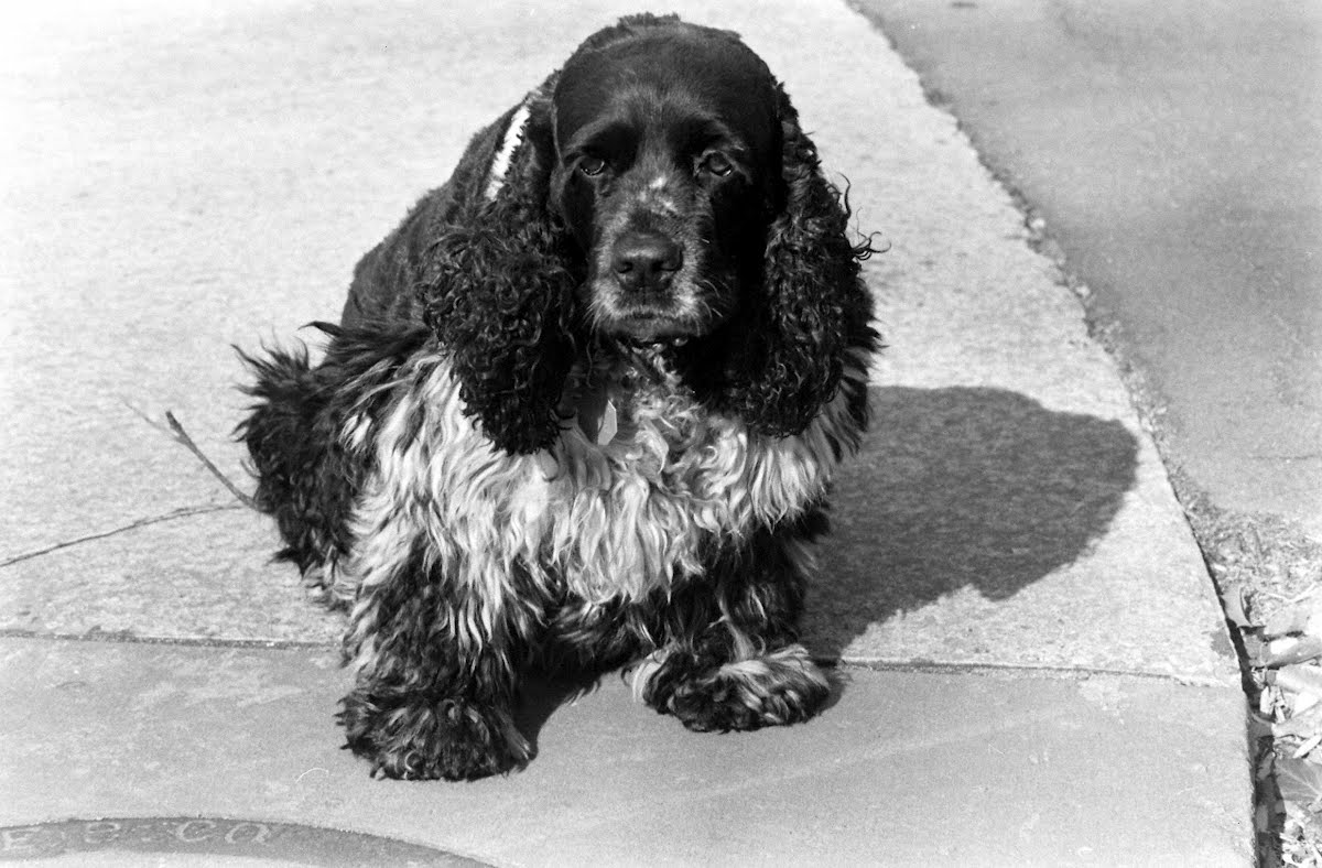 Nison's Dog "Checkers" - Edward Clark — Google Arts & Culture