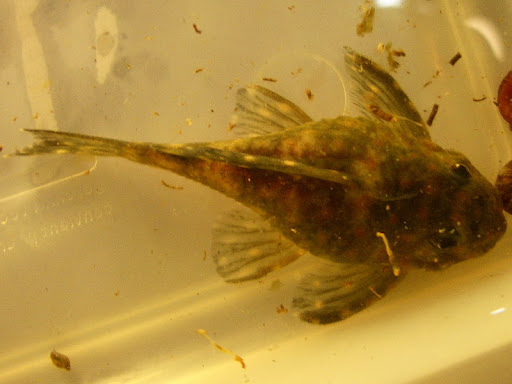 Hypancistus sp. L201 vs Hypancistrus contradens - PlanetCatfish.com