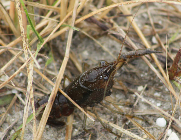 Rusty Crayfish | Project Noah