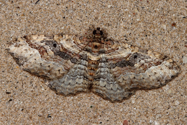 Bent-Line Carpet | Project Noah