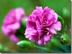 Meghalaya Produces World’s Best Carnation Flowers | surahmar
