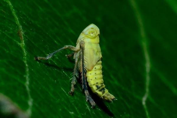 Leafhopper-Nymph | Project Noah