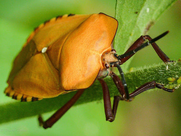 Giant shield bug | Project Noah
