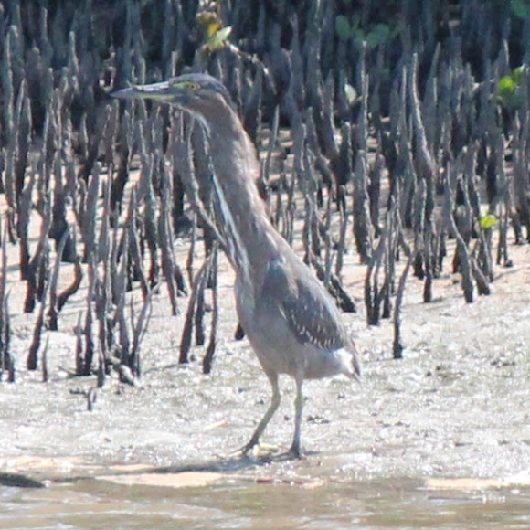 Australasian Bittern | Project Noah