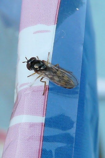 Nos Bêbêtes: mouche jaune et noire (syrphe)