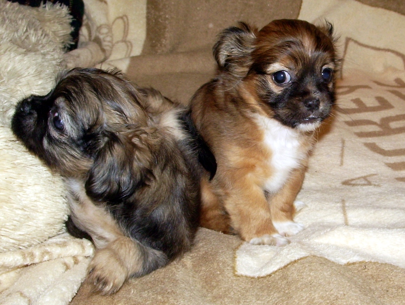 La blogu' cu pechinezi