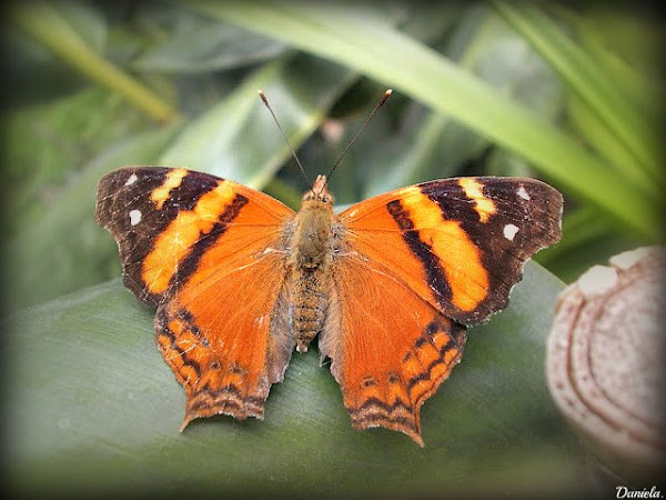 Bella Mapwing (Bella). | Project Noah