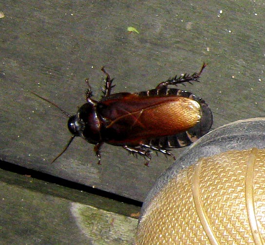 Giant Forest Roach | Project Noah