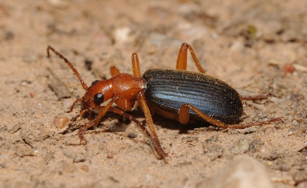 Bombardier beetle | Project Noah