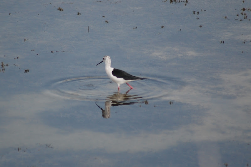Karbala Nature - from the river to the desert | SkyscraperCity Forum