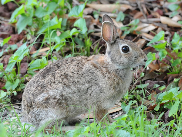 Eastern cottontail rabbit | Project Noah