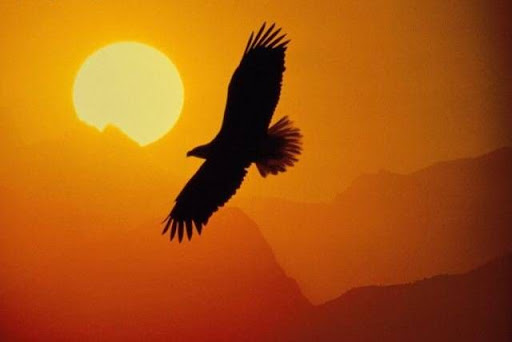 Imagenes aves volando - Imagui