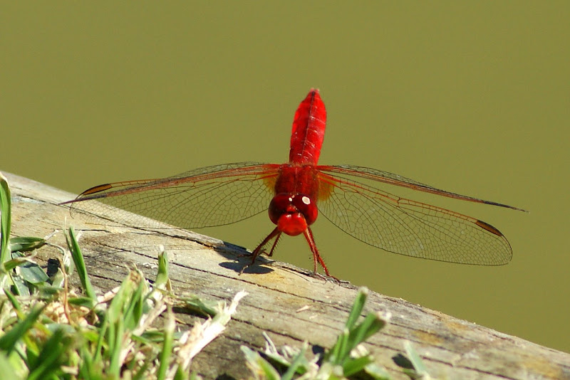 Libelinhas - Momentos e Olhares