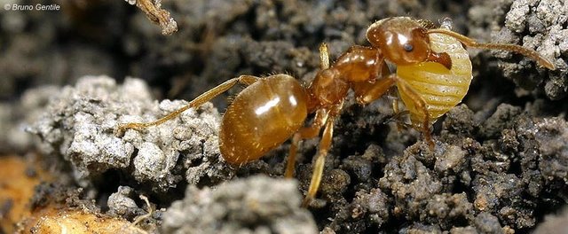 Carnet naturaliste: La colonie oubliée de Lasius minutus