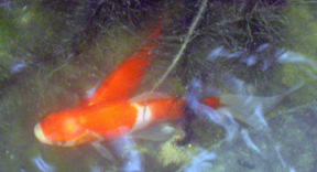 New (and first) Shubunkins