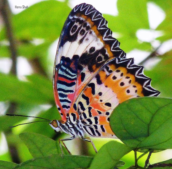 Leopard Lacewing | Project Noah