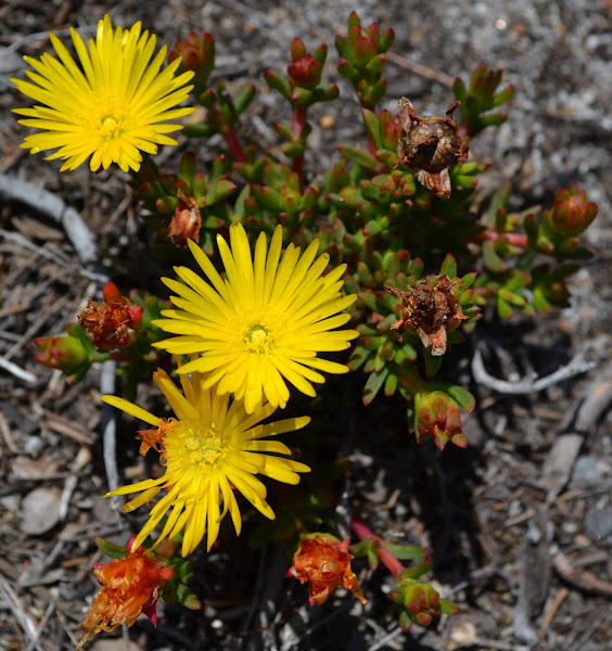Bicoloured lampranthus | Project Noah