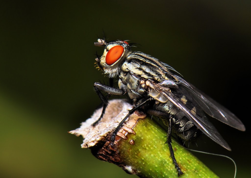 Grey-Striped Fly | The Photography Forum