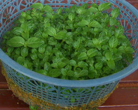 Photo Bibit dan Biji Pohon Jabon | Kayu Jabon