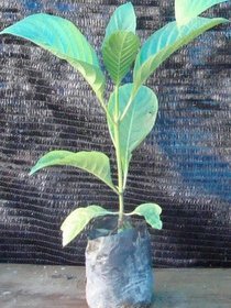 Photo Bibit Pohon Jabon | Kayu Jabon