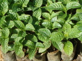 Photo Bibit Pohon Jabon | Kayu Jabon