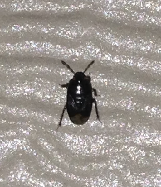 Burrowing Bug | Project Noah