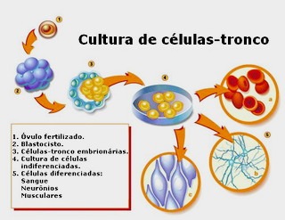 Catalisando Informações: Tipos de Clonagem e Células-tronco (II)