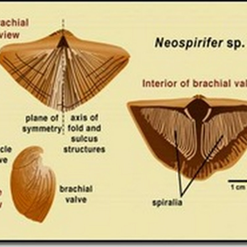 foraminifera: February 2009