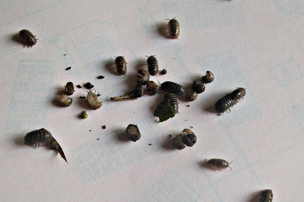 Pill bug or Roly Poly | Project Noah