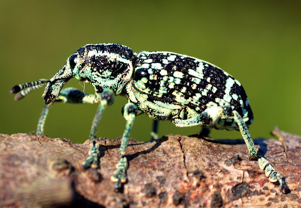 Botany Bay Diamond Weevil | Project Noah