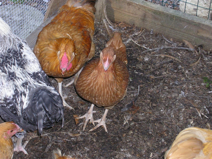 Sexing a few mutt Chickens? large pictures. | BackYard Chickens - Learn ...
