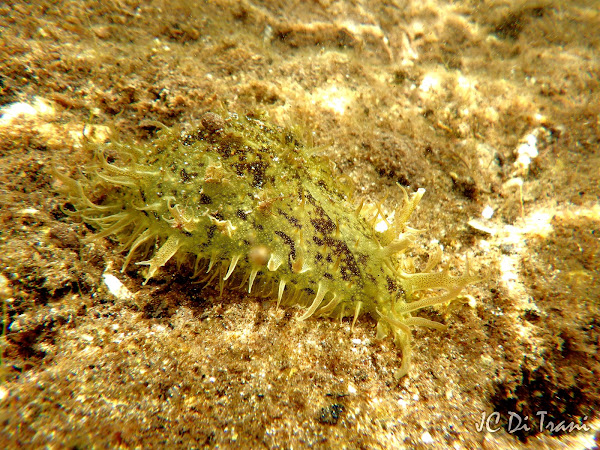 Liebre de Mar | Project Noah