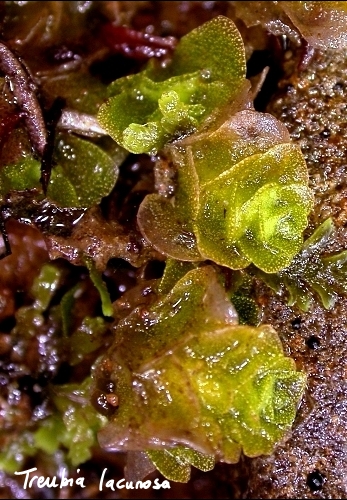 Making leaves in their own way – Treubia | David Tng