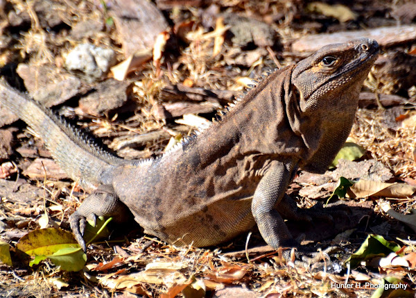 Black Ctenosaur | Project Noah