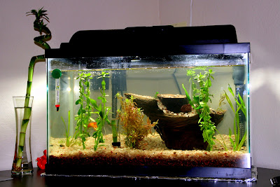 Ramblings of an unfettered mind: My new hobby: An Aquarium Enthusiast