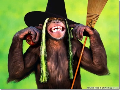 Fotos divertidas de monos - Blog de imágenes