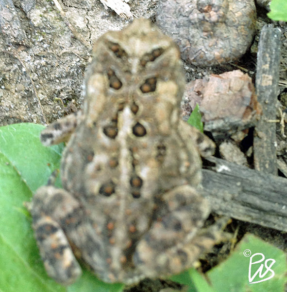 Fowler's Toad | Project Noah