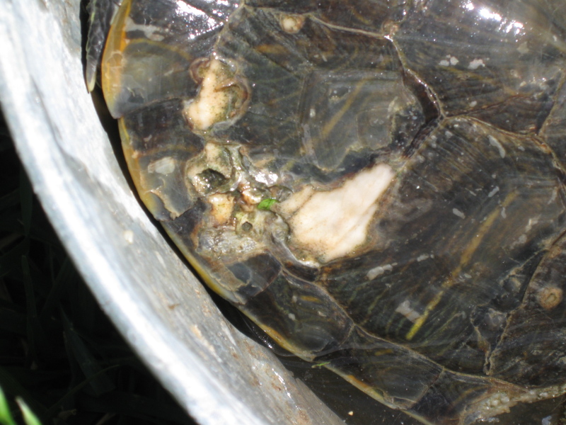 Redearslider.com :: View topic - Badly Broken and Rotting(?) Shell