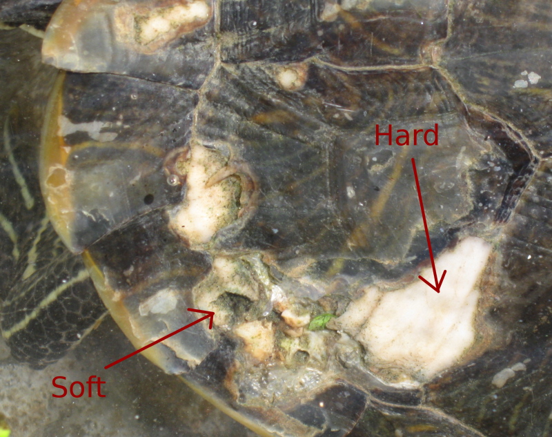 Redearslider.com :: View topic - Badly Broken and Rotting(?) Shell