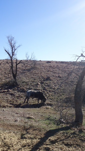 Longhorn | Project Noah