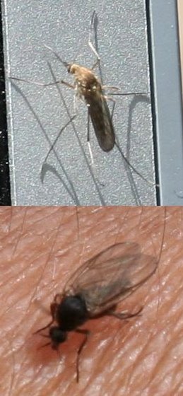 Reflections from Crumbly Acres: Muskoka Bug Alerts