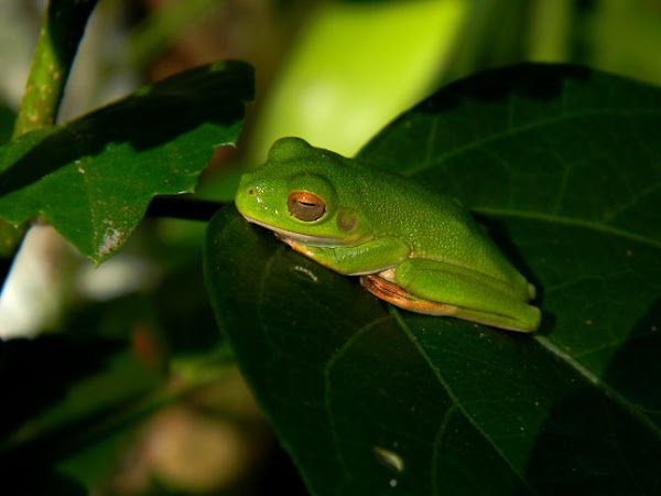 white-lipped tree frog | Project Noah