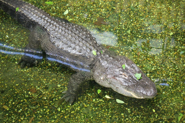 Aligátor-do-mississipi or Aligátor-americano | Project Noah